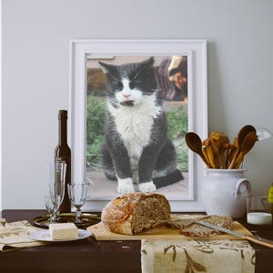 Feral Cat Photography, Color Photo, Veterinary Art, Wall Art Print ...