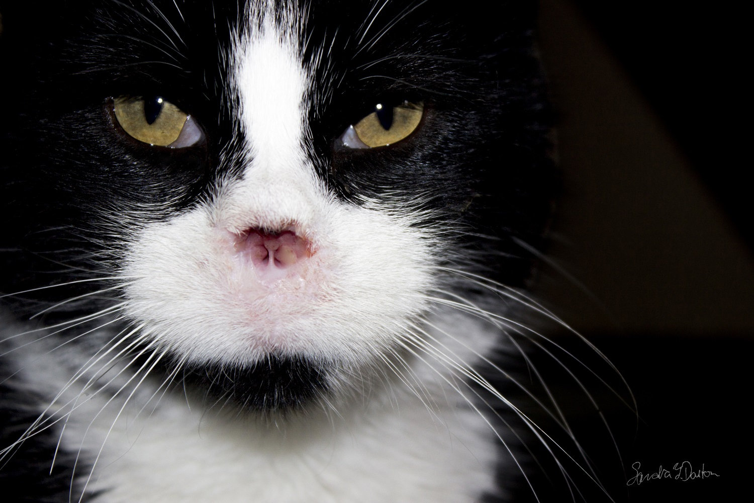 Feral Cat Photo, Tuxedo Cat Photo, Cat Portrait, Veterinary Art, Wall ...