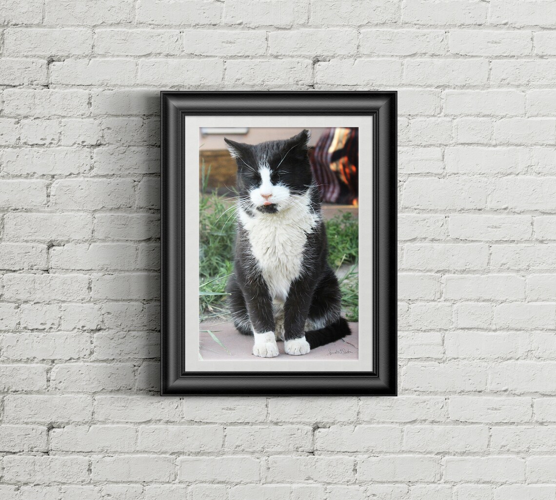 Feral Cat Photography, Color Photo, Veterinary Art, Wall Art Print ...
