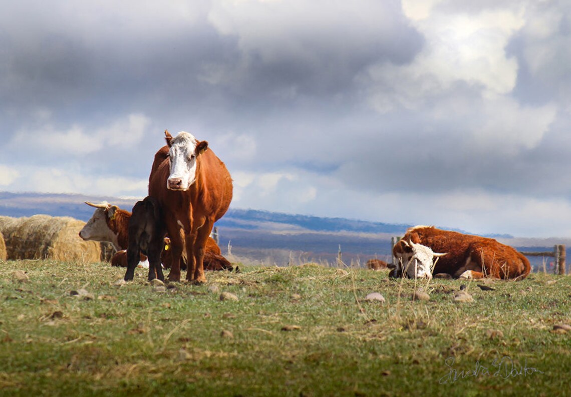 Cow Photo, Printable Cow Note Cards, Wall Art, Cow Art, Instant ...