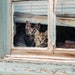 Kittens in Window, Color Kitten Photo, Digital Download, Printable Wall ...