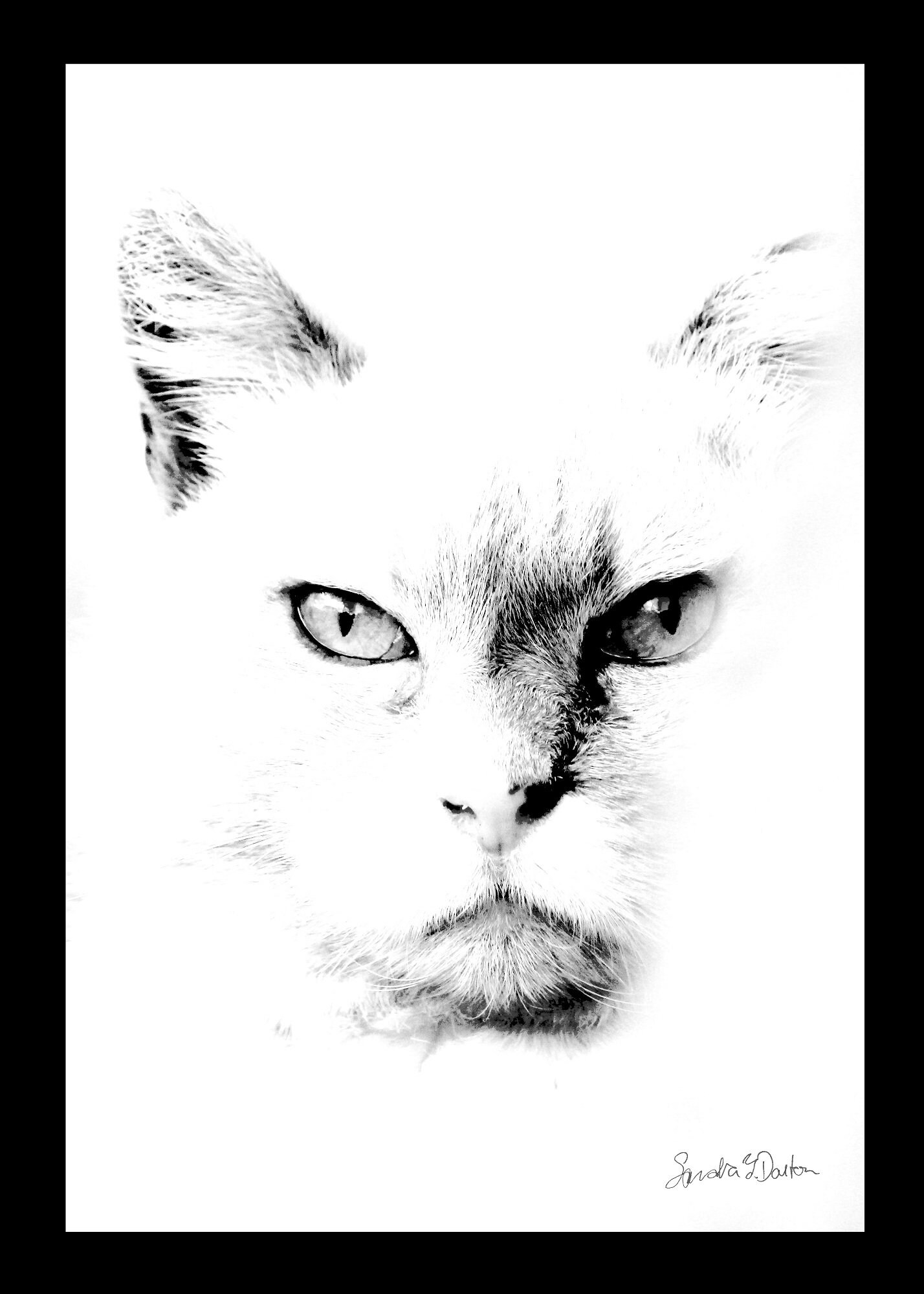 Fine Art Cat Photo, Black and White Cat Photo, Cat Poster, TNR ...