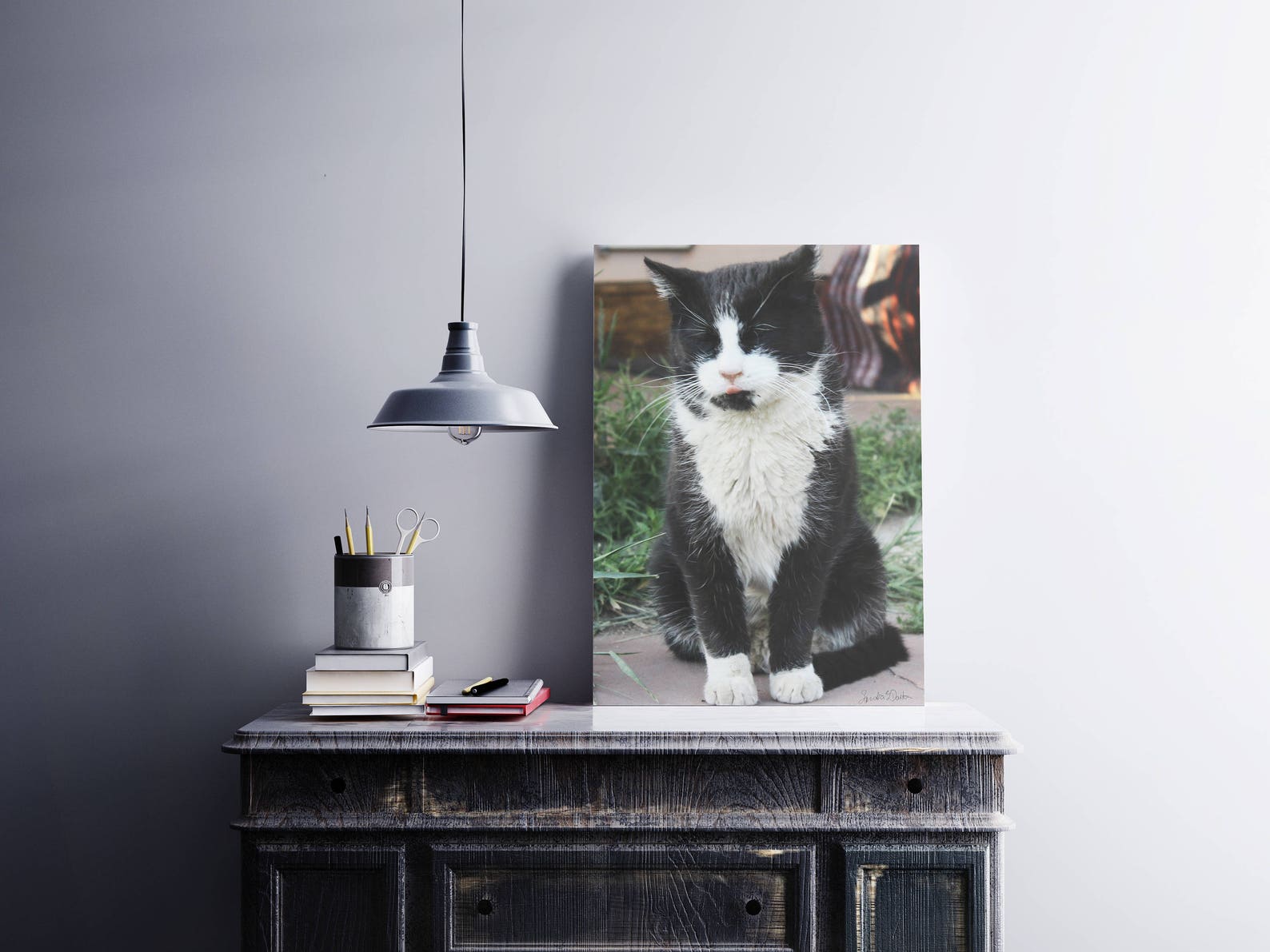 Feral Cat Photography, Color Photo, Veterinary Art, Wall Art Print ...