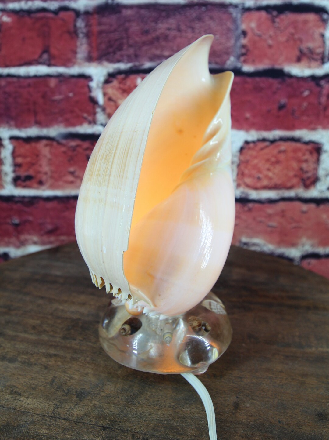 1950's SEA SHELL LAMP Vintage Conch Shell Night Light With Lucite Base ...