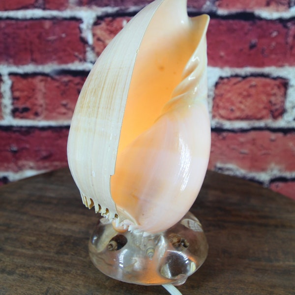 Conch Shell Lamp - Etsy