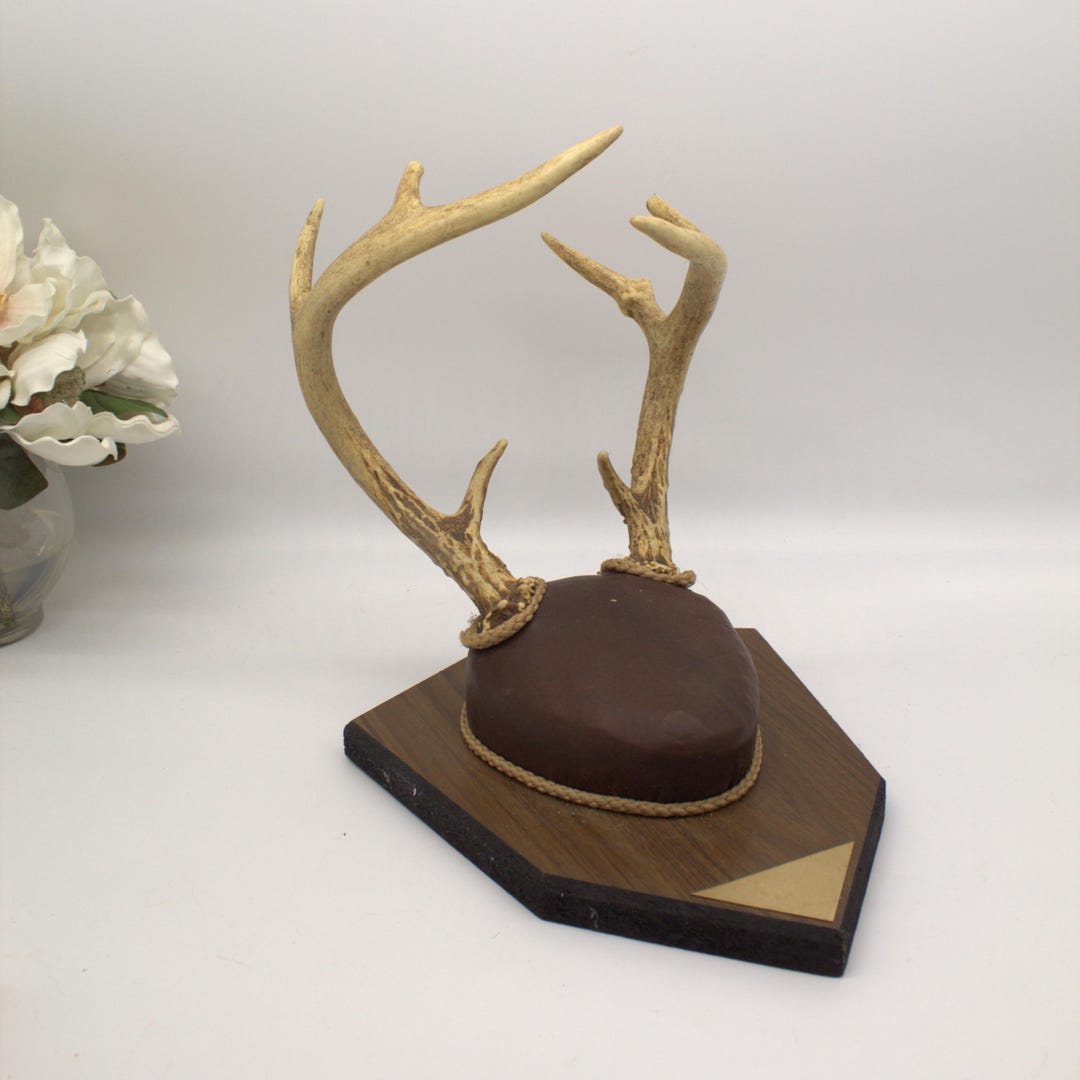 Vintage Deer Antler Mount Michigan White Tail 8 Point Professional ...
