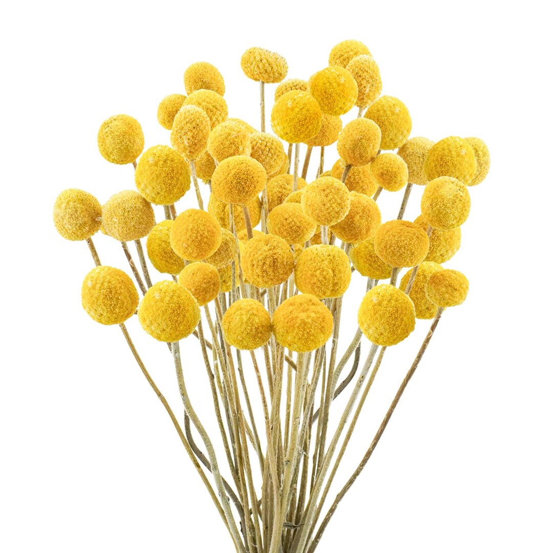 Natural Dried Craspedia Billy Balls Flowers Yellow Flowers - Etsy