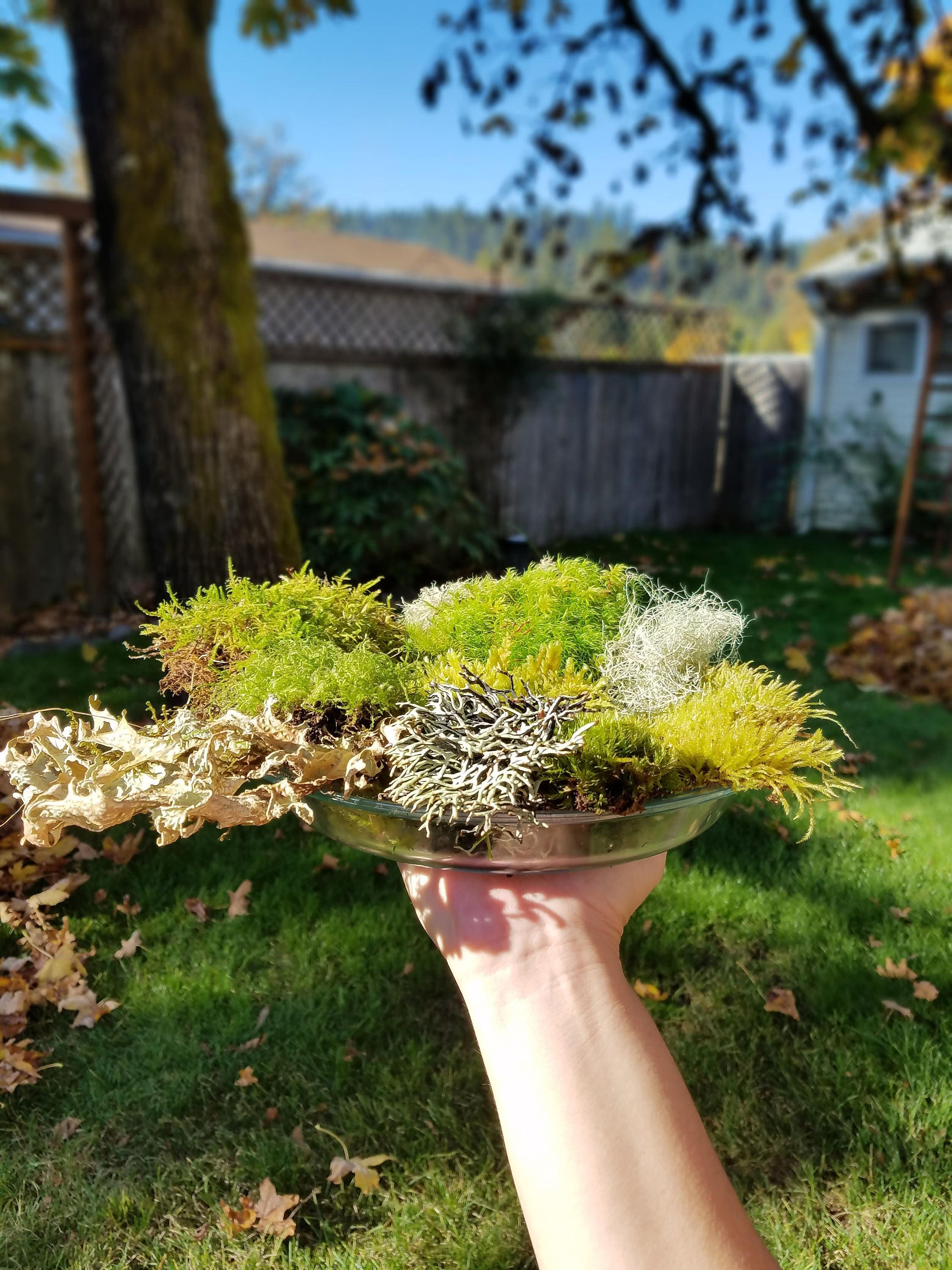 Moss Assortment - Etsy