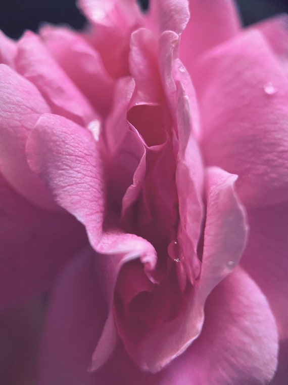 Natureyoni Soft Pink Rose Photo Print Yoni Yoni art | Etsy