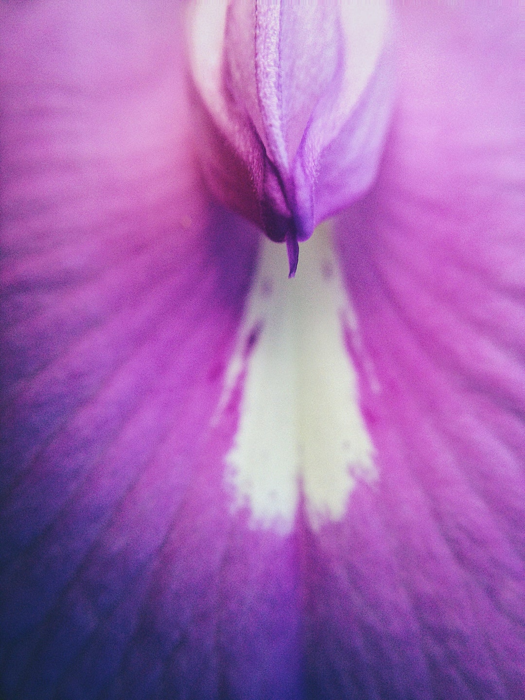 Natureyoni Purple Flower Photo Print Yoni Yoni Art Vulva Vulva