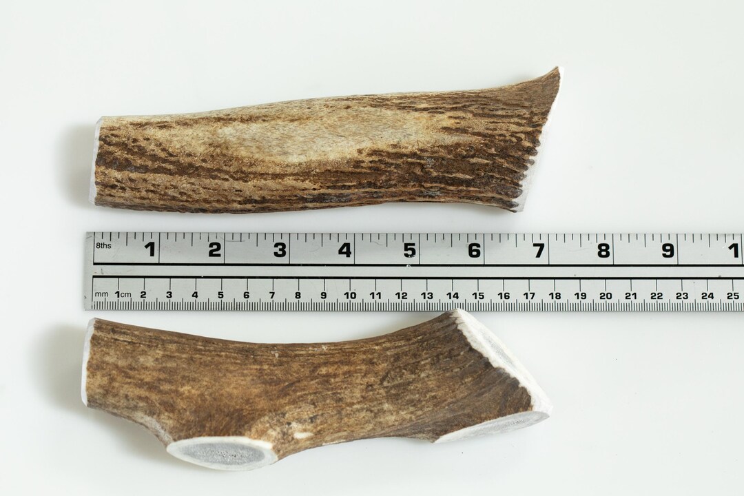 LARGE Elk/deer Antler Bones Dog Chews (1 Pack), Naturally Shed Antler ...