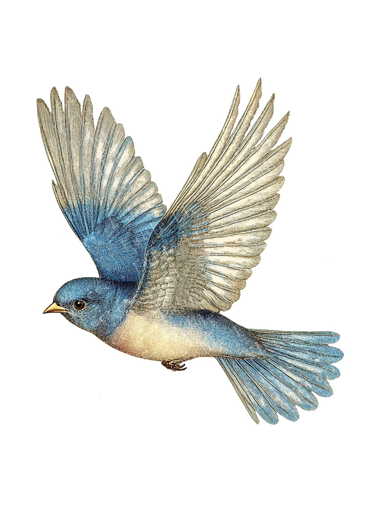 10 Victorian Blue Bird Clipart Set, High Quality Jpgs Pngs, Paper Craft ...