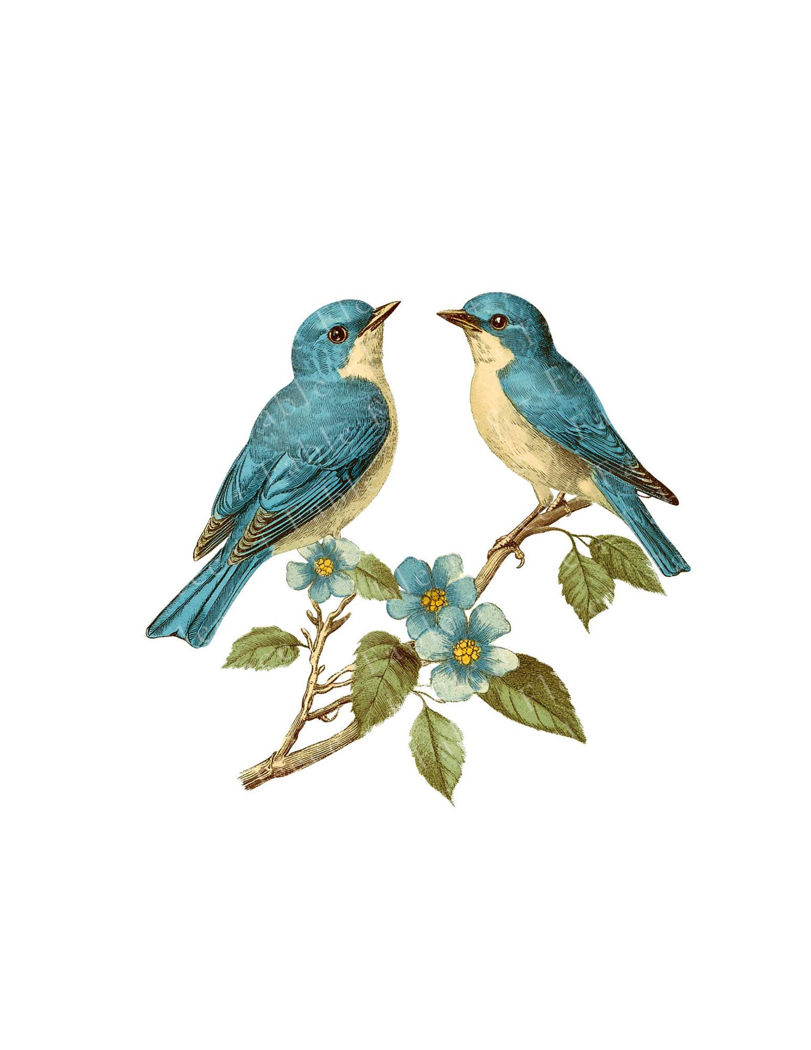 10 Bluebird Clipart Set, Victorian Bird Ephemera, High Quality Jpgs ...