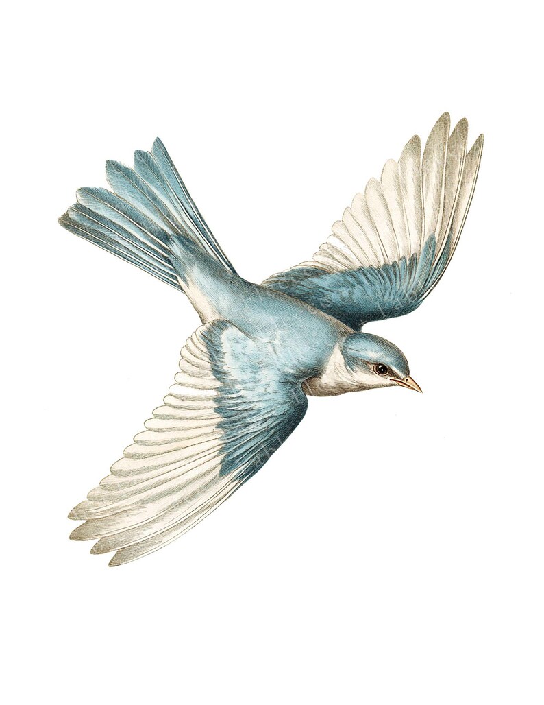 10 Victorian Blue Bird Clipart Set, High Quality Jpgs Pngs, Paper Craft ...