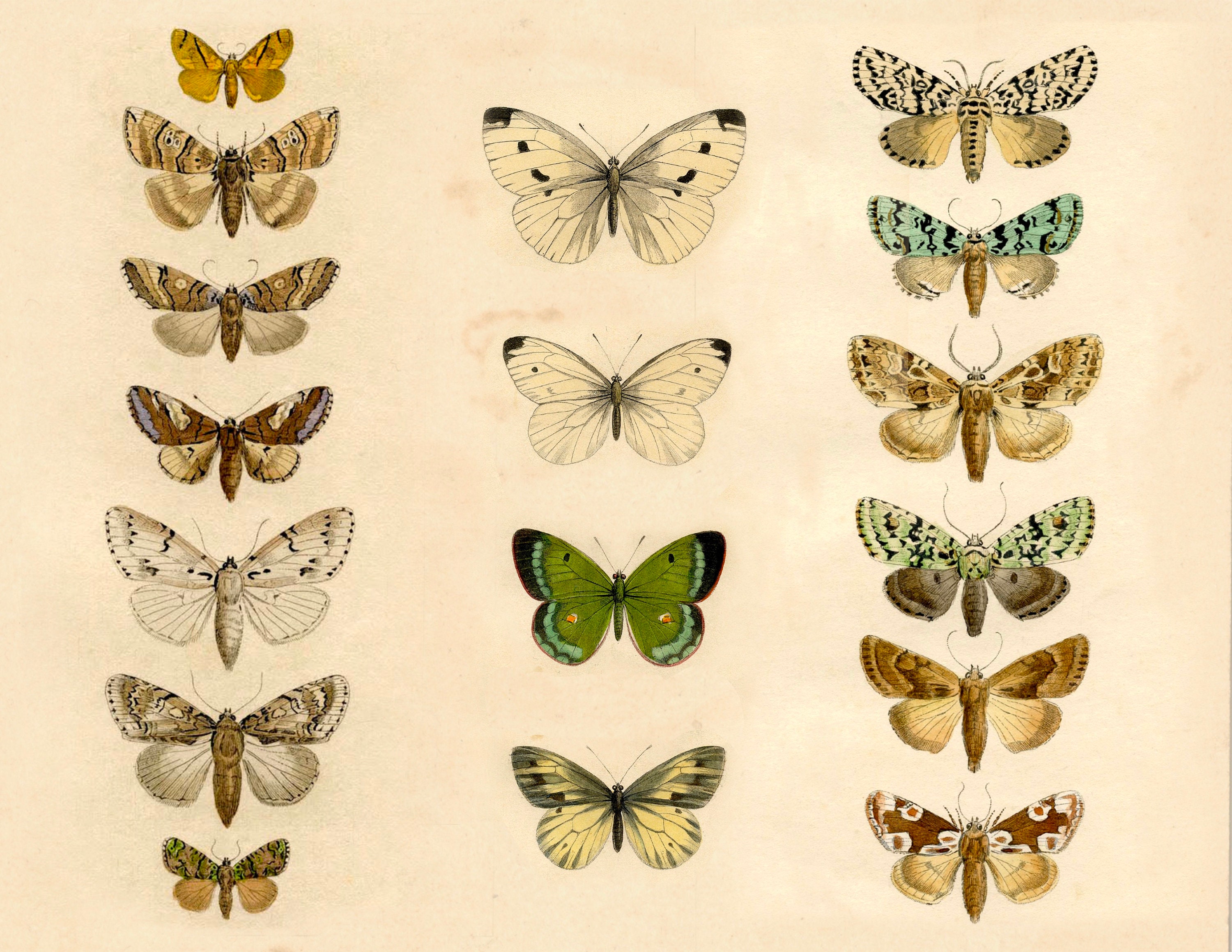 Hoja de collage de mariposas / Papel imprimible de mariposa - Etsy México