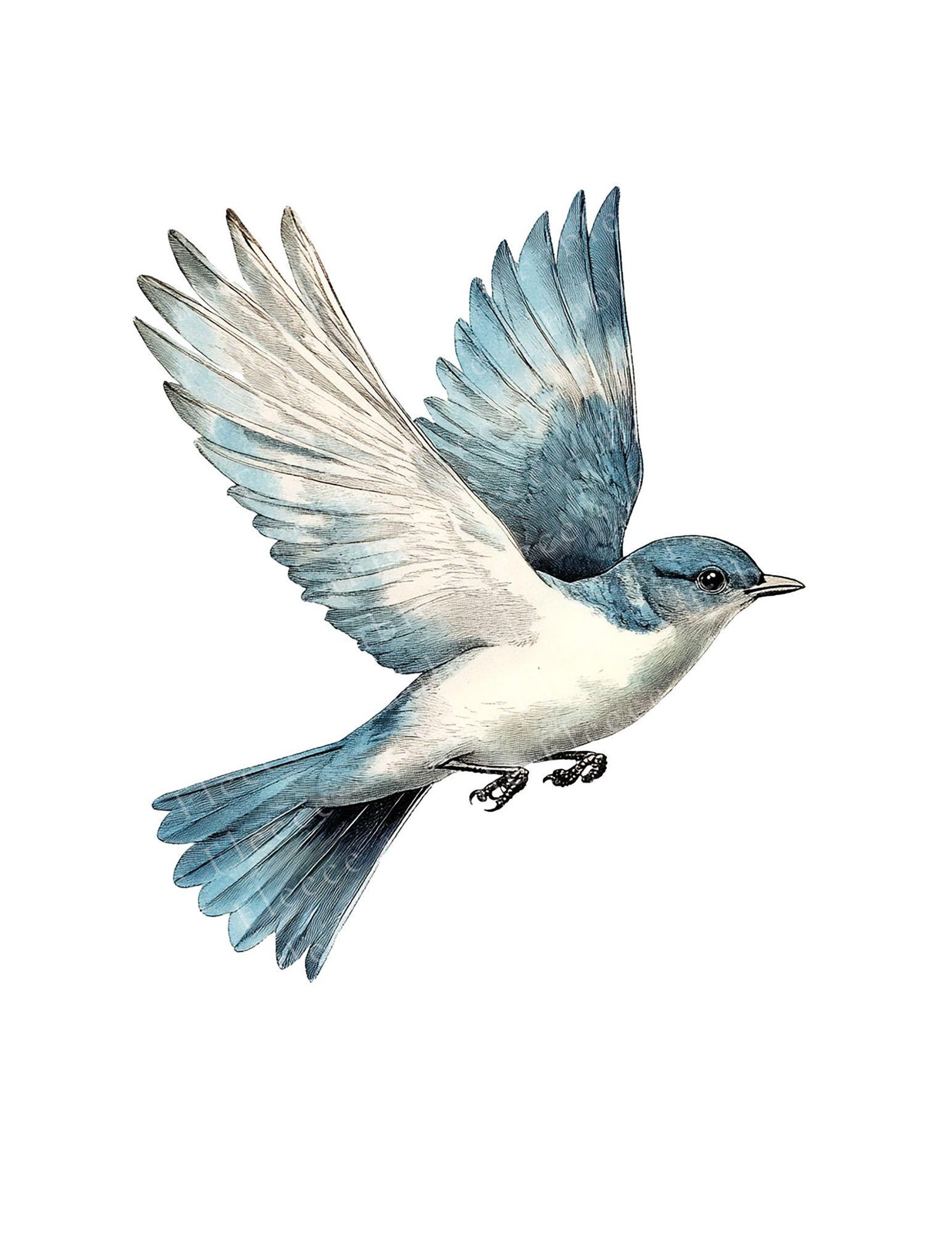 10 Victorian Blue Bird Clipart Set, High Quality Jpgs Pngs, Paper Craft ...
