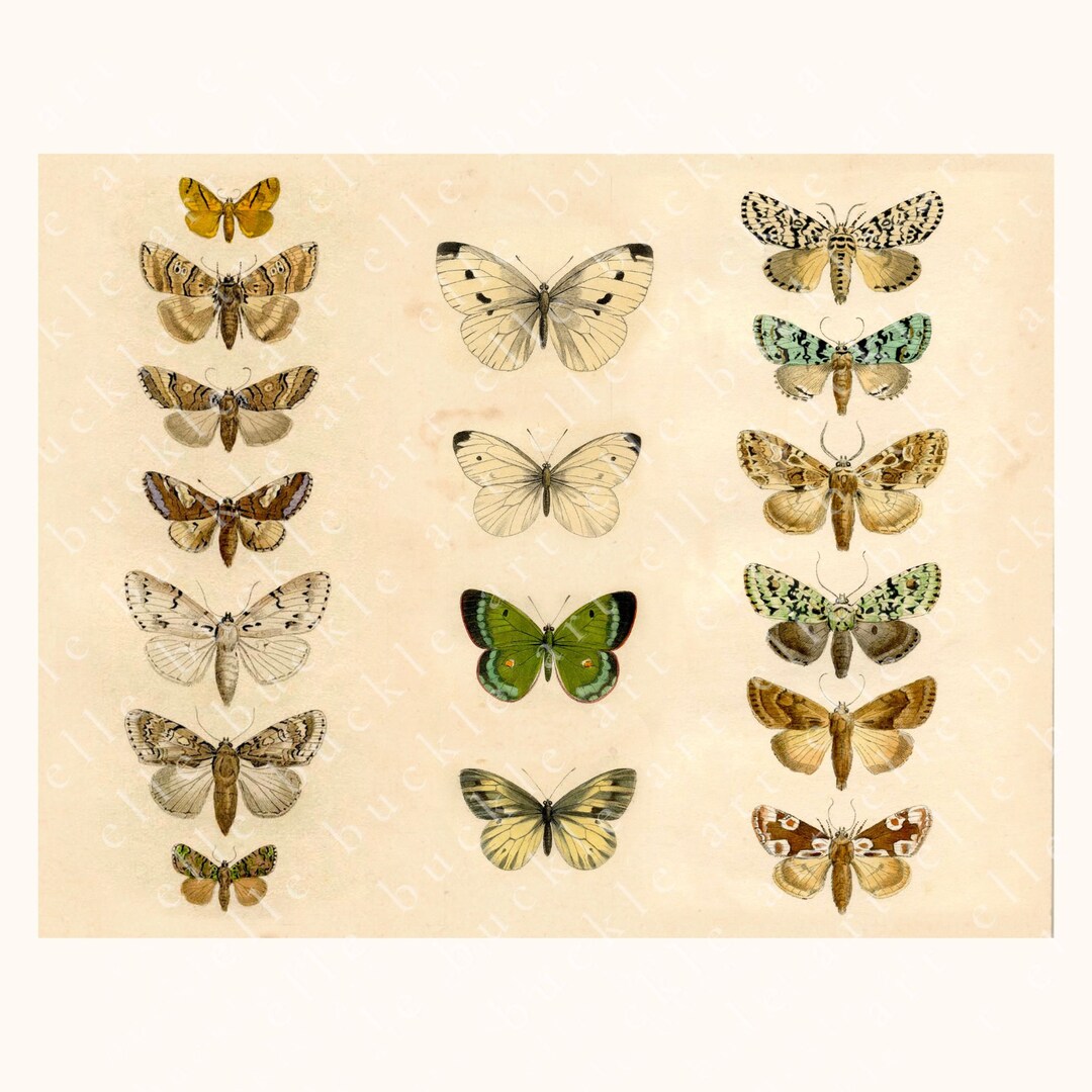 Butterflies Collage Sheet | Butterfly Printable Paper | Junk Journal ...