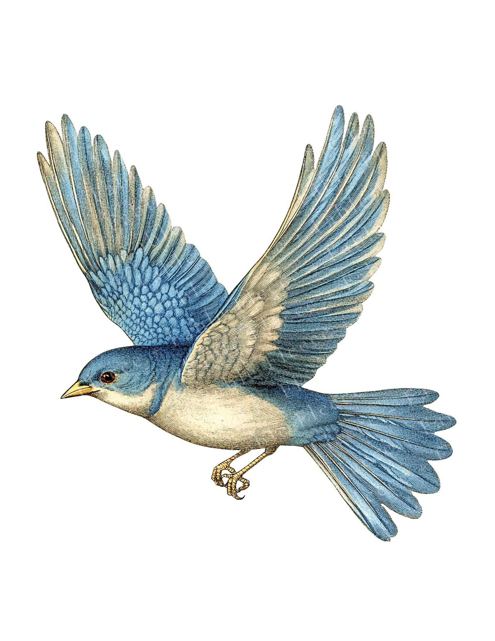 10 Victorian Blue Bird Clipart Set, High Quality Jpgs Pngs, Paper Craft ...