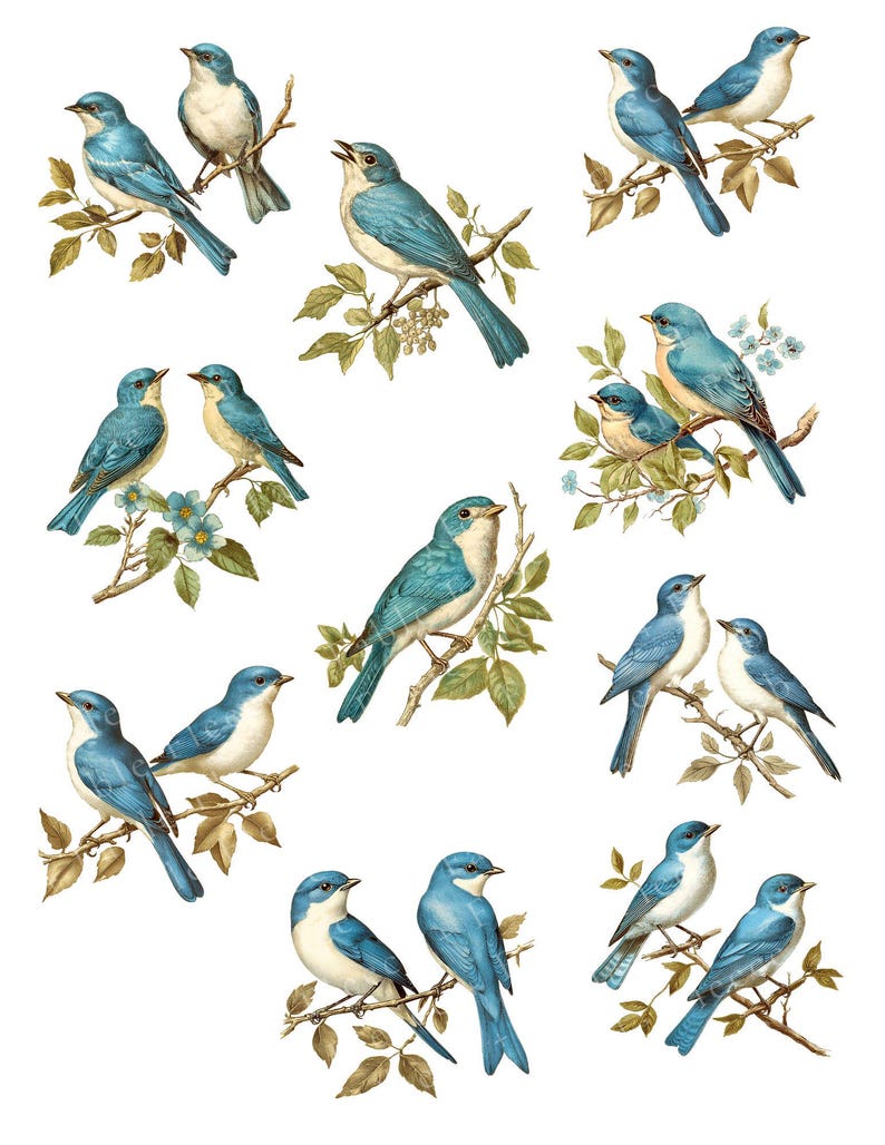 10 Bluebird Clipart Set, Victorian Bird Ephemera, High Quality Jpgs ...