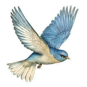 10 Victorian Blue Bird Clipart Set, High Quality Jpgs Pngs, Paper Craft ...