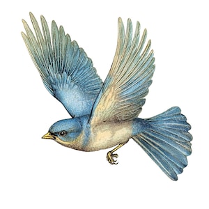 10 Victorian Blue Bird Clipart Set, High Quality Jpgs Pngs, Paper Craft ...