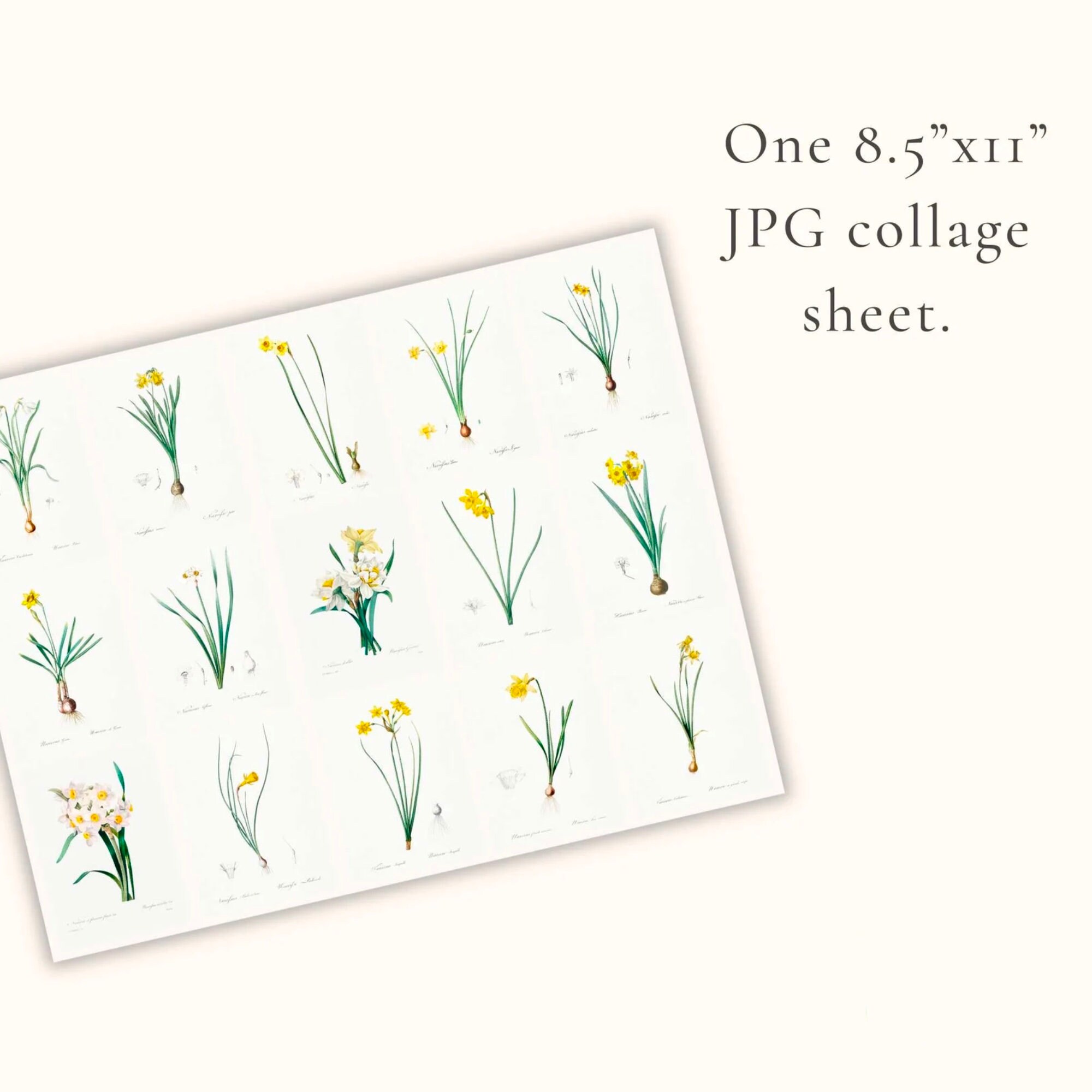 Daffodil Clip Art | Narcissus Collage Sheet | Botanical Illustration ...