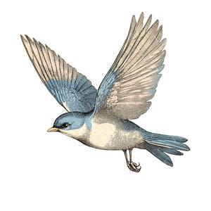 10 Victorian Blue Bird Clipart Set, High Quality Jpgs Pngs, Paper Craft ...