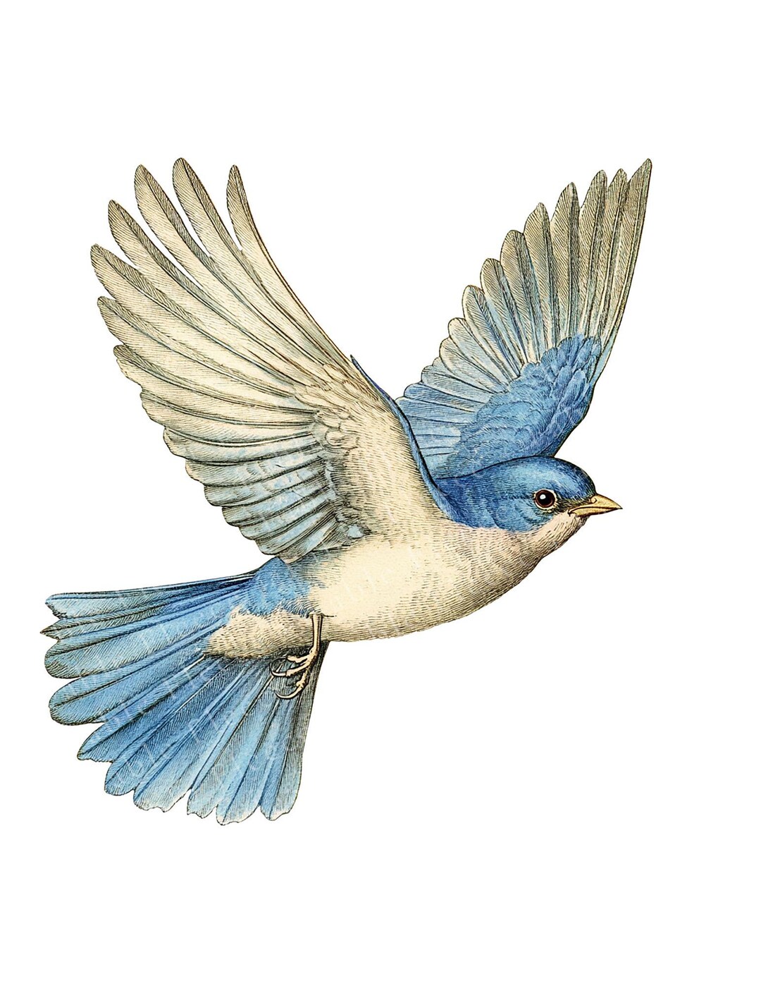10 Victorian Blue Bird Clipart Set, High Quality Jpgs Pngs, Paper Craft ...