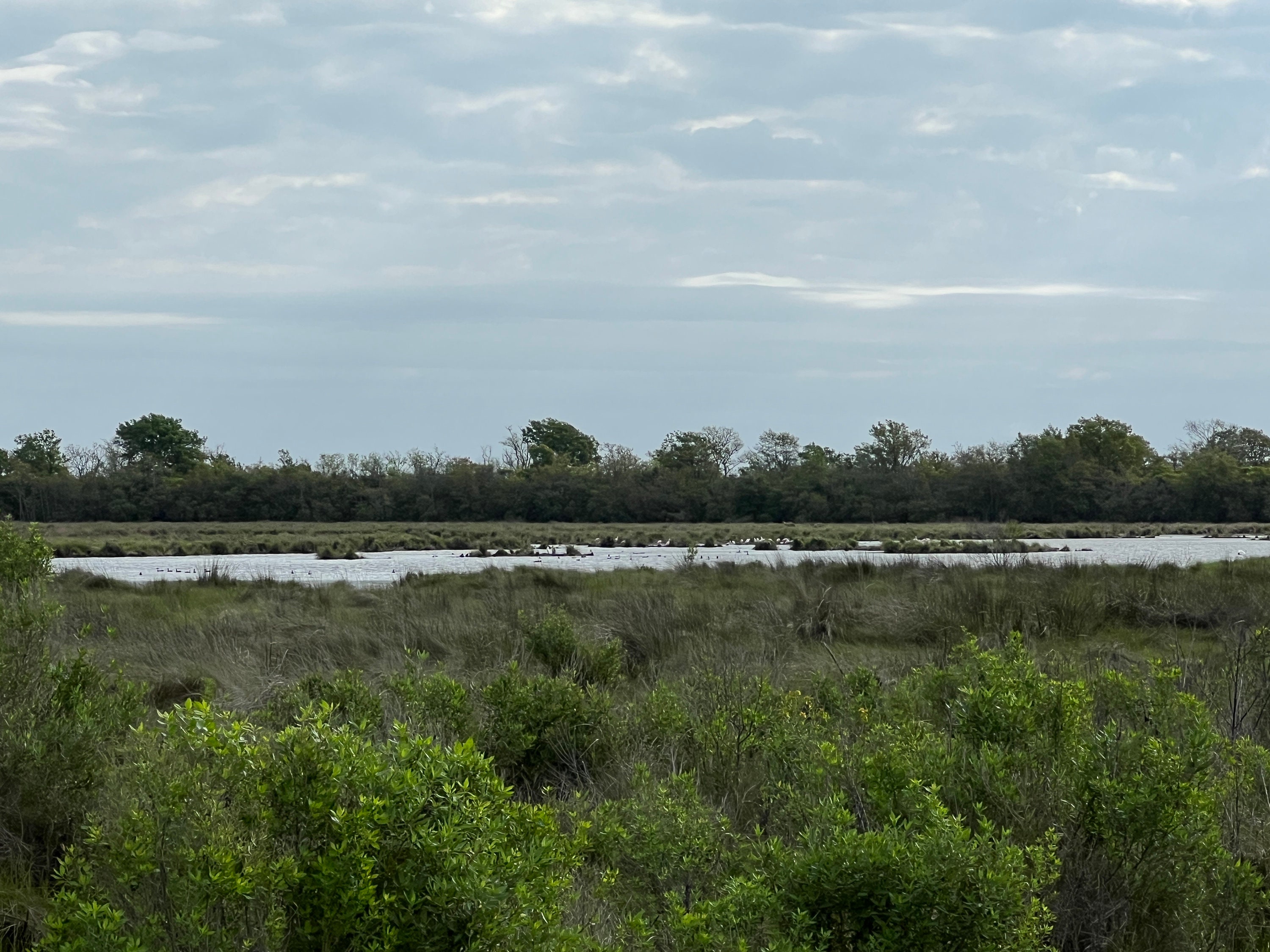 Louisiana Bayou Painting, Original Landscape Oil Painting, Unframed Art ...