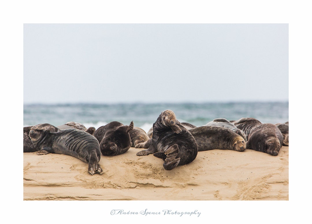 Gray Seal Smile. Truro, Cape Cod. Coastal Print. Seascape. Truro. Ocean ...
