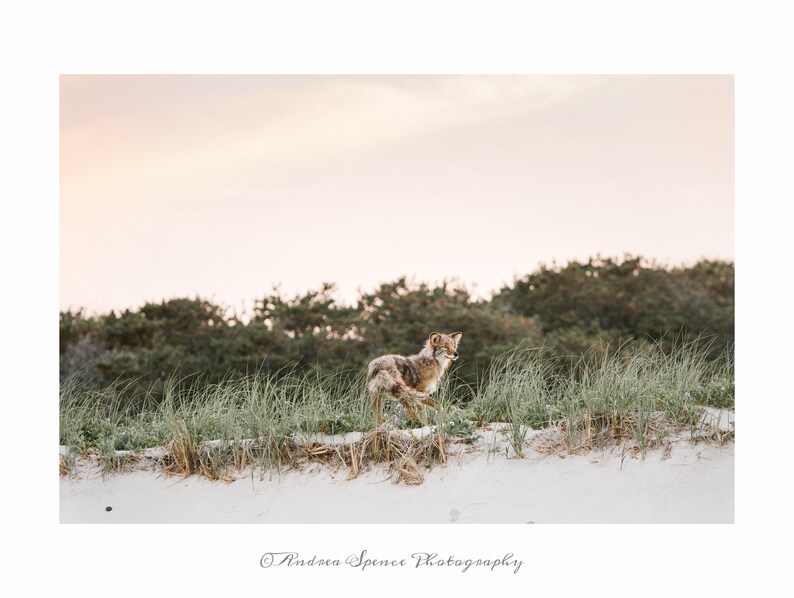 Cape Cod Coyote. Cape Cod National Seashore, Coastal Print. Ocean ...