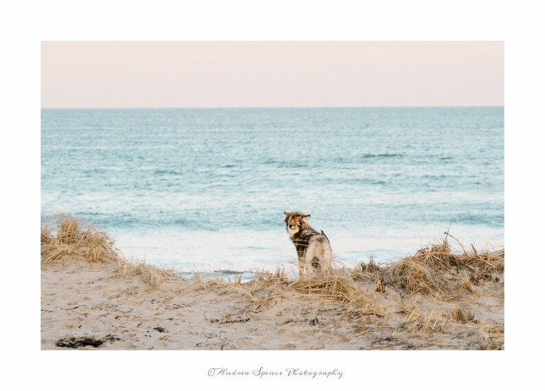 Cape Cod Coyote. Cape Cod National Seashore, Coastal Print. Ocean ...