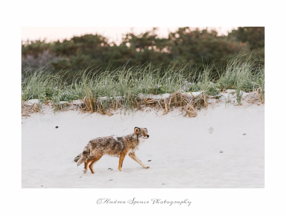 Cape Cod Coyote-3. Cape Cod National Seashore, Coastal Print. Ocean ...