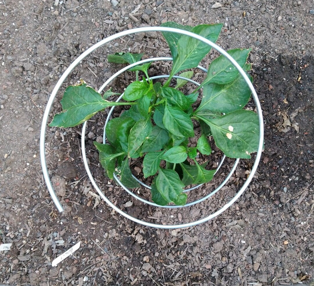 Pep-up Pepper Support and Support for Other Plants - Etsy