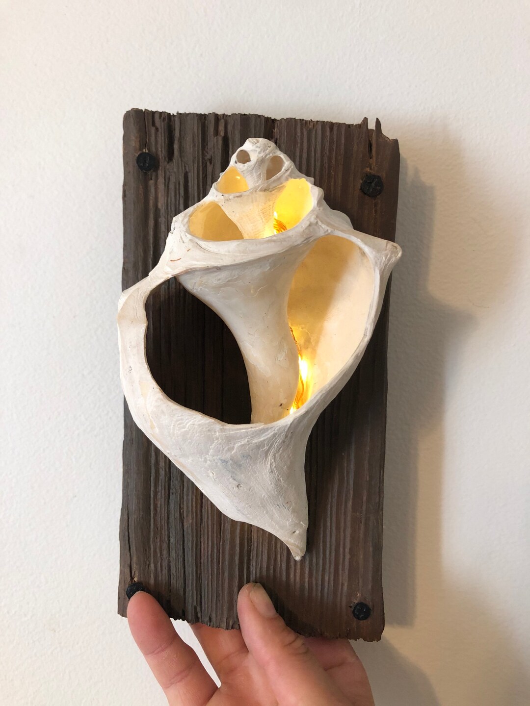 Shining Shell - Etsy