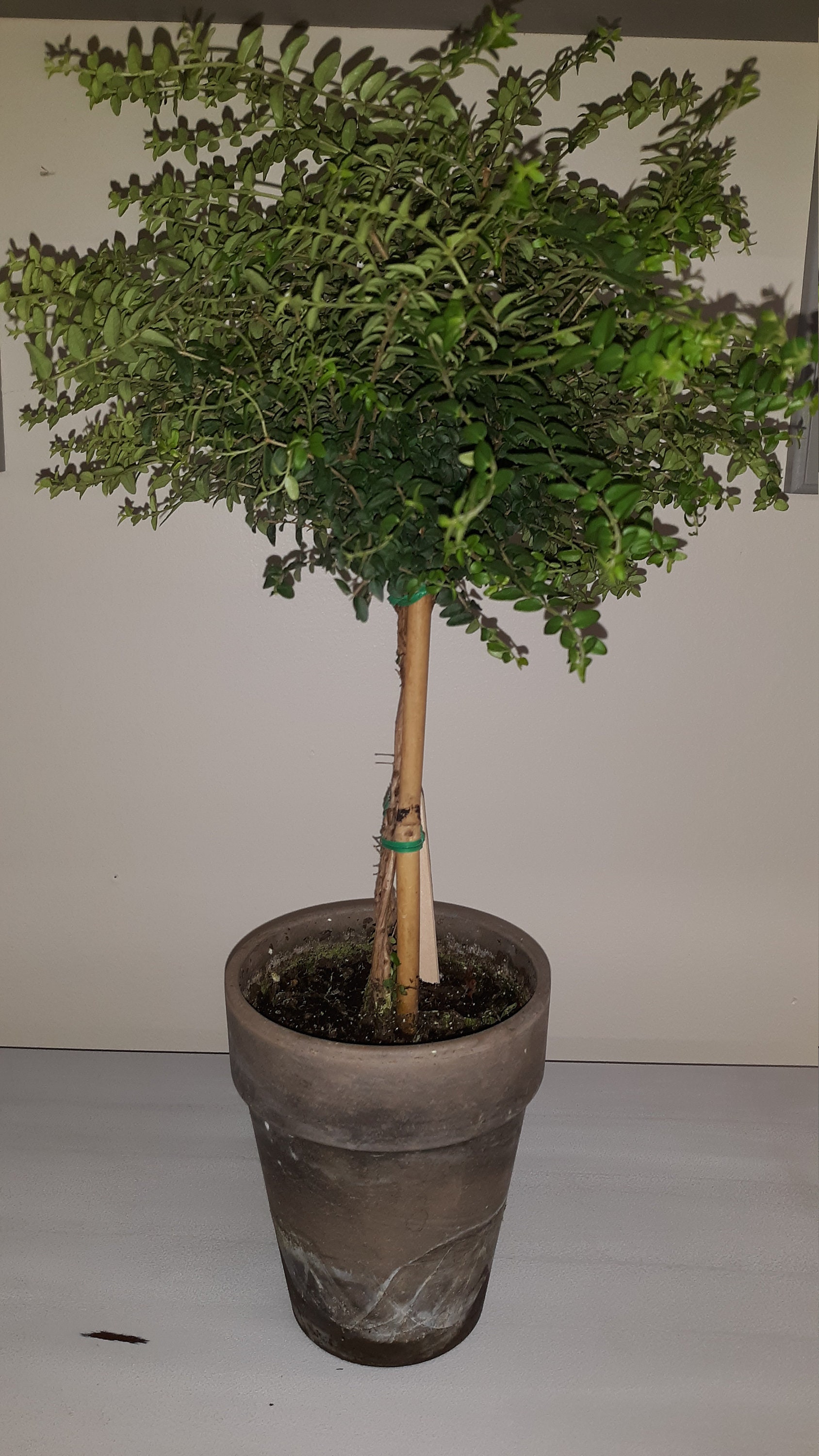 Ficus Microcarpa Topiary