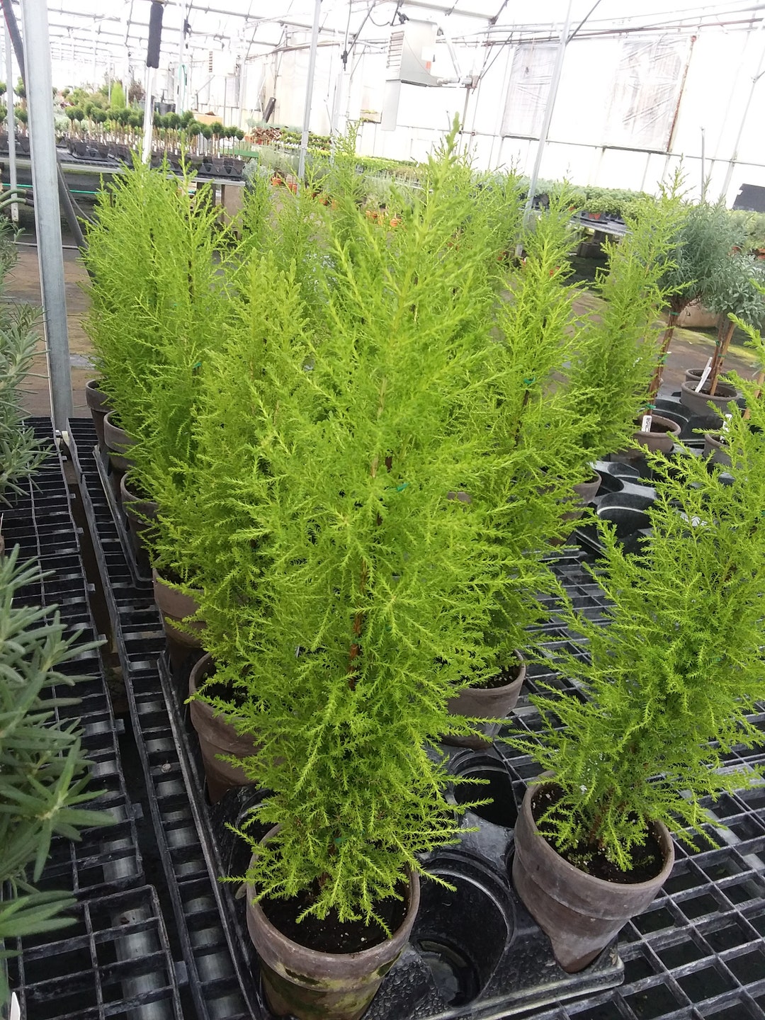 Lemon Cypress Column in 5 Clay Pot - Etsy