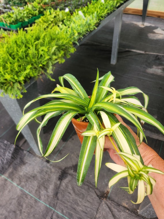 Spider Plant In Clay Pot Spider Plant/ Chlorophytum Comosum (pot)