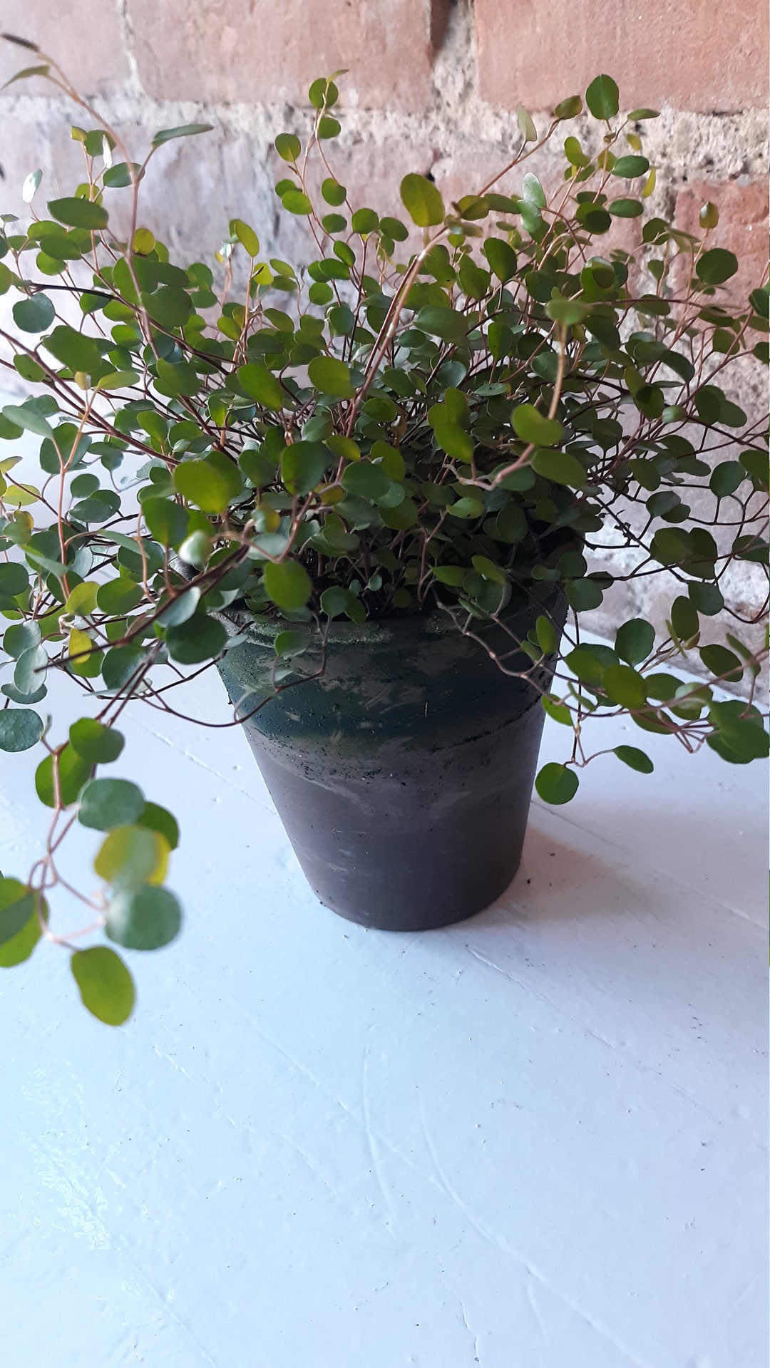 Angel Vine Plant - Etsy