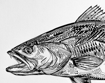 Snook drawing | Etsy