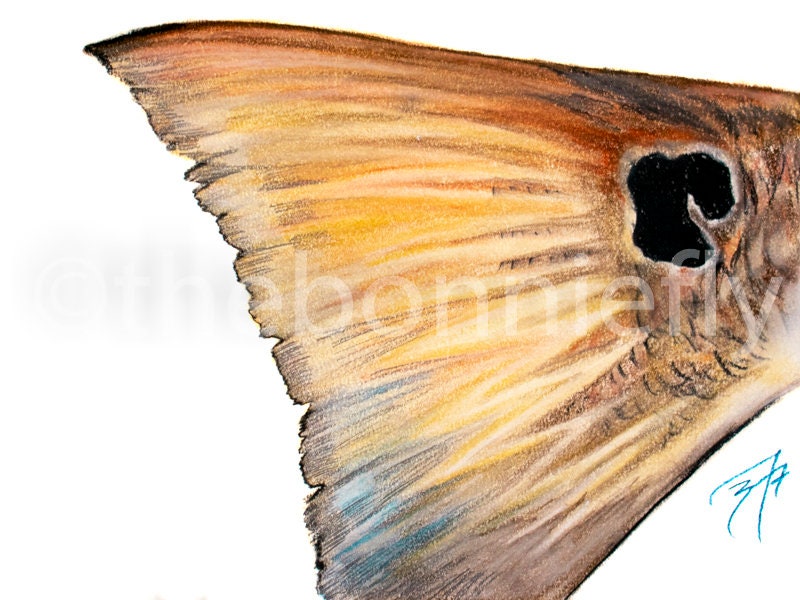 Original and Archival Redfish Tailing Prints Fish Tail - Etsy