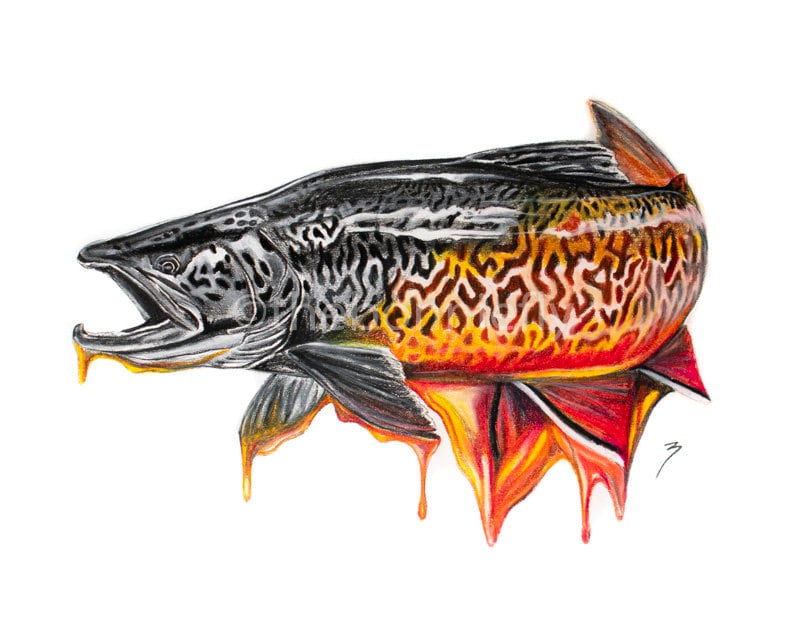 Tiger Trout Pastel and Giclee Print Fly Fishing Artwork | Etsy