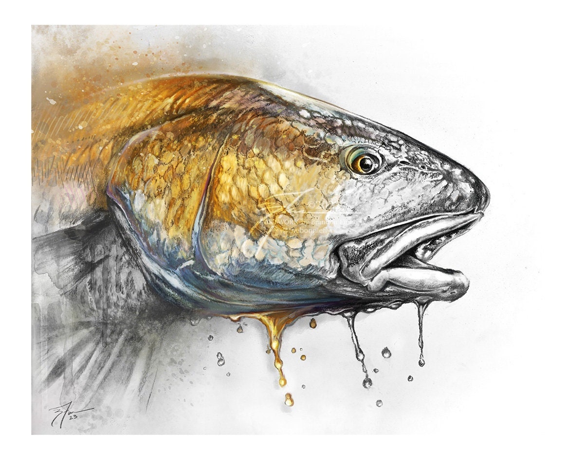 Redfish Sketch