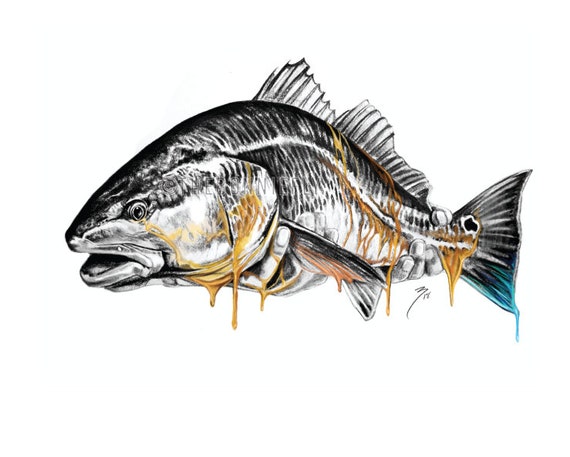 Red Drum Fish Wallpaper