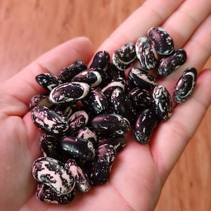 Iroquois Skunk Pole Bean Seeds | Pollinator Friendly Vegetable Seeds ...