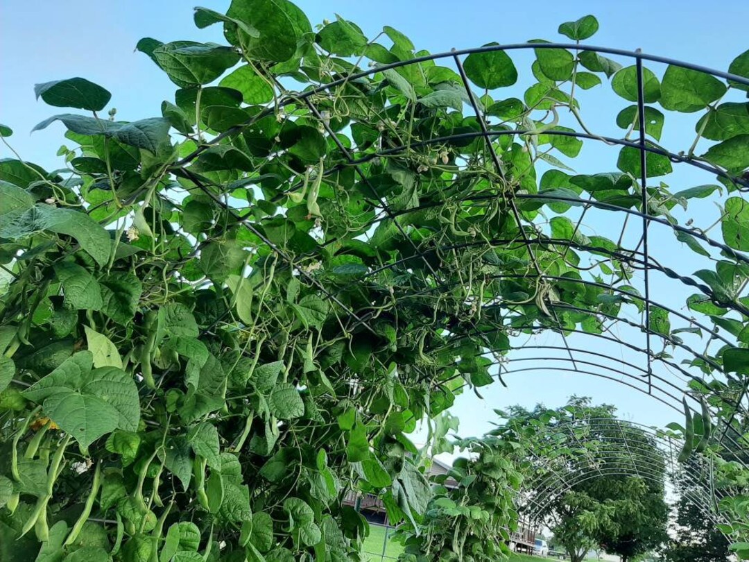 Iroquois Skunk Pole Bean Seeds | Pollinator Friendly Vegetable Seeds ...