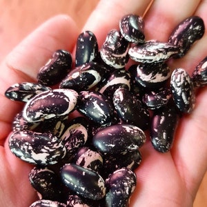 Iroquois Skunk Pole Bean Seeds | Pollinator Friendly Vegetable Seeds ...