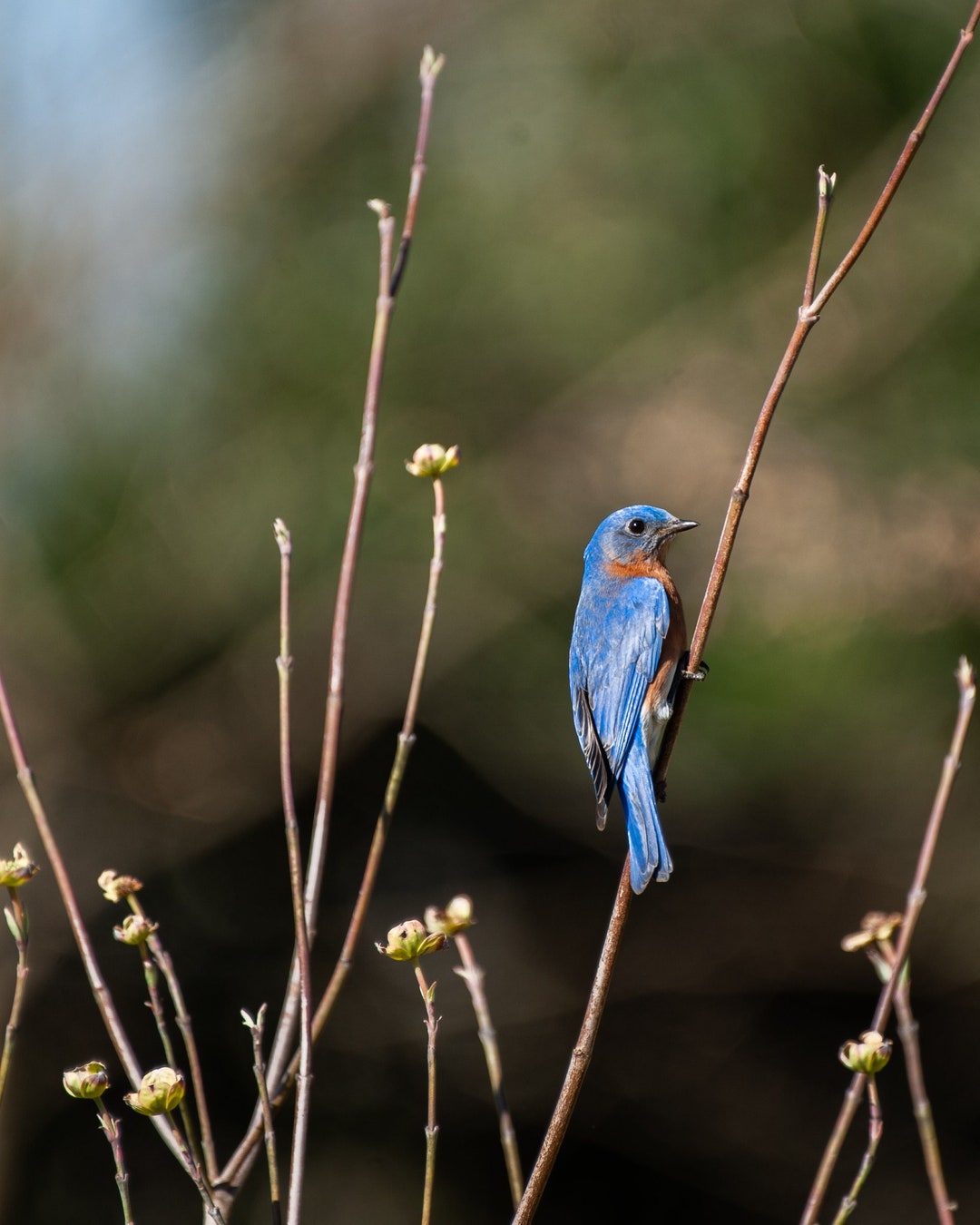 Eastern Bluebird Photo Print: Tennessee Wildlife Art, Nature Wall Decor ...