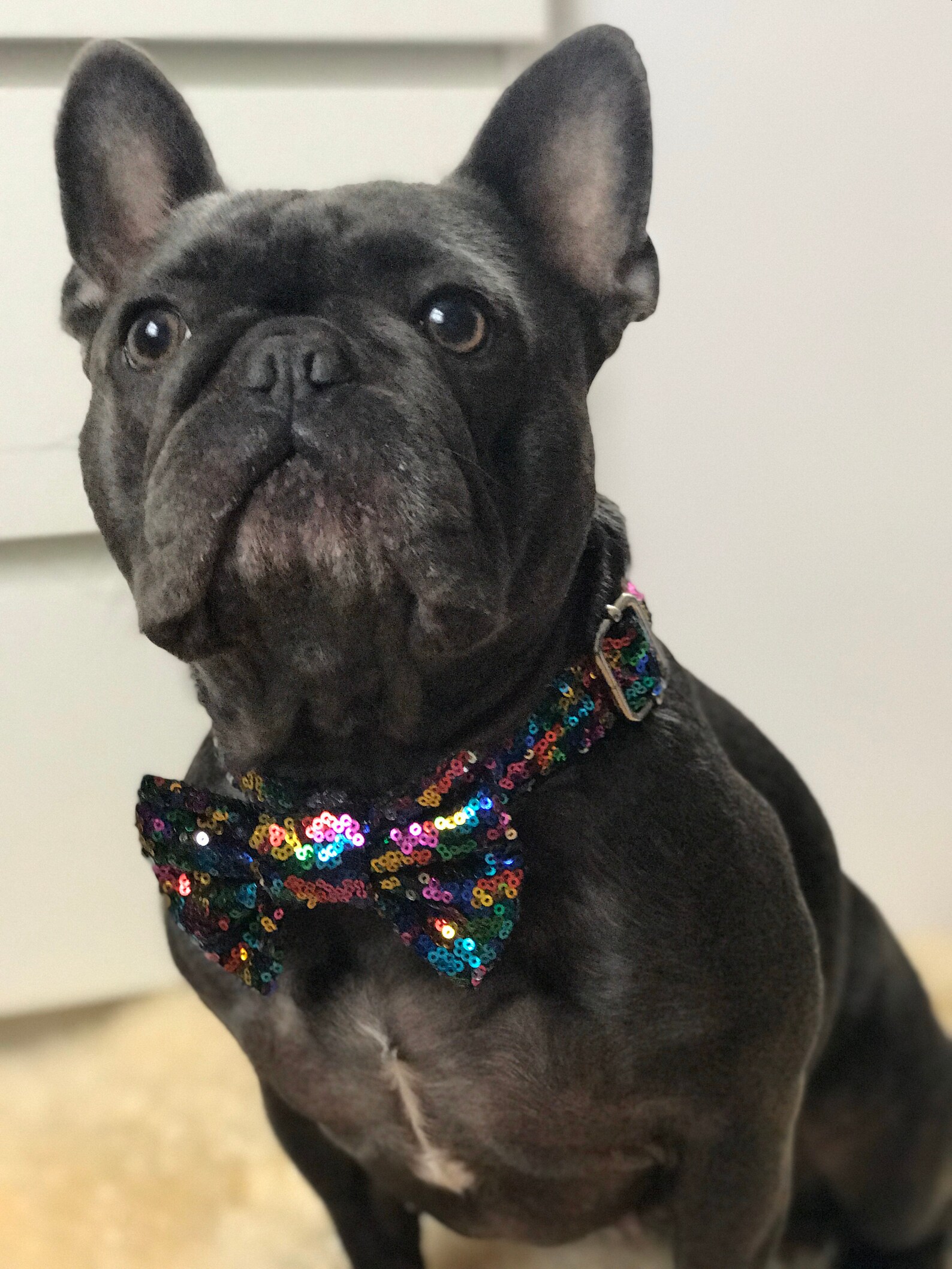 Luxury RAINBOW Sequin Collar With Bow / Bow-tie Size Small - Etsy