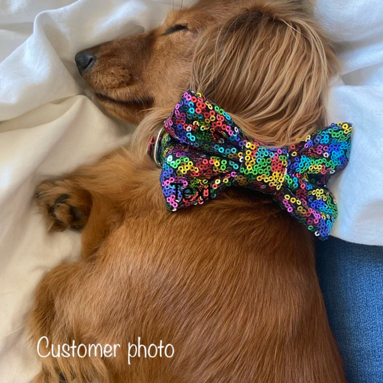 Luxury RAINBOW Sequin Collar With Bow / Bow-tie Size Small - Etsy